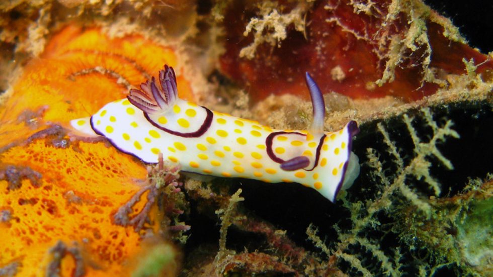 Nosy Tanikely National Marine Park - Nosy Be Madagascar