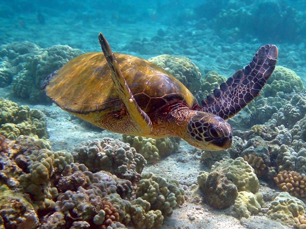 Nosy Tanikely National Marine Park - Nosy Be Madagascar